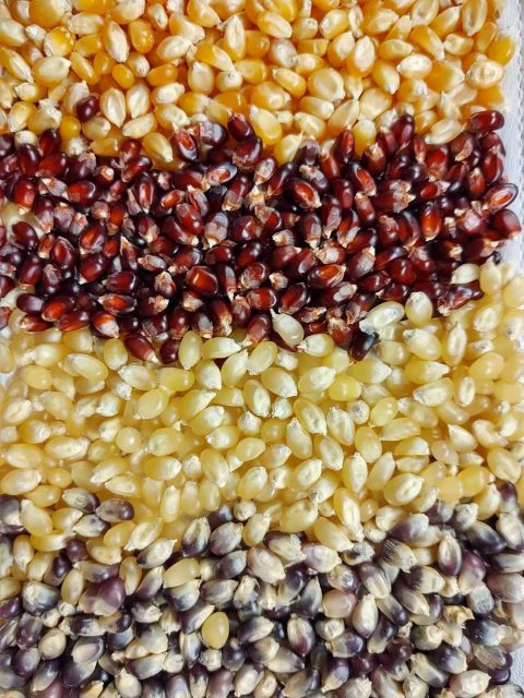 Italian Popcorn | Meyer's Homegrown