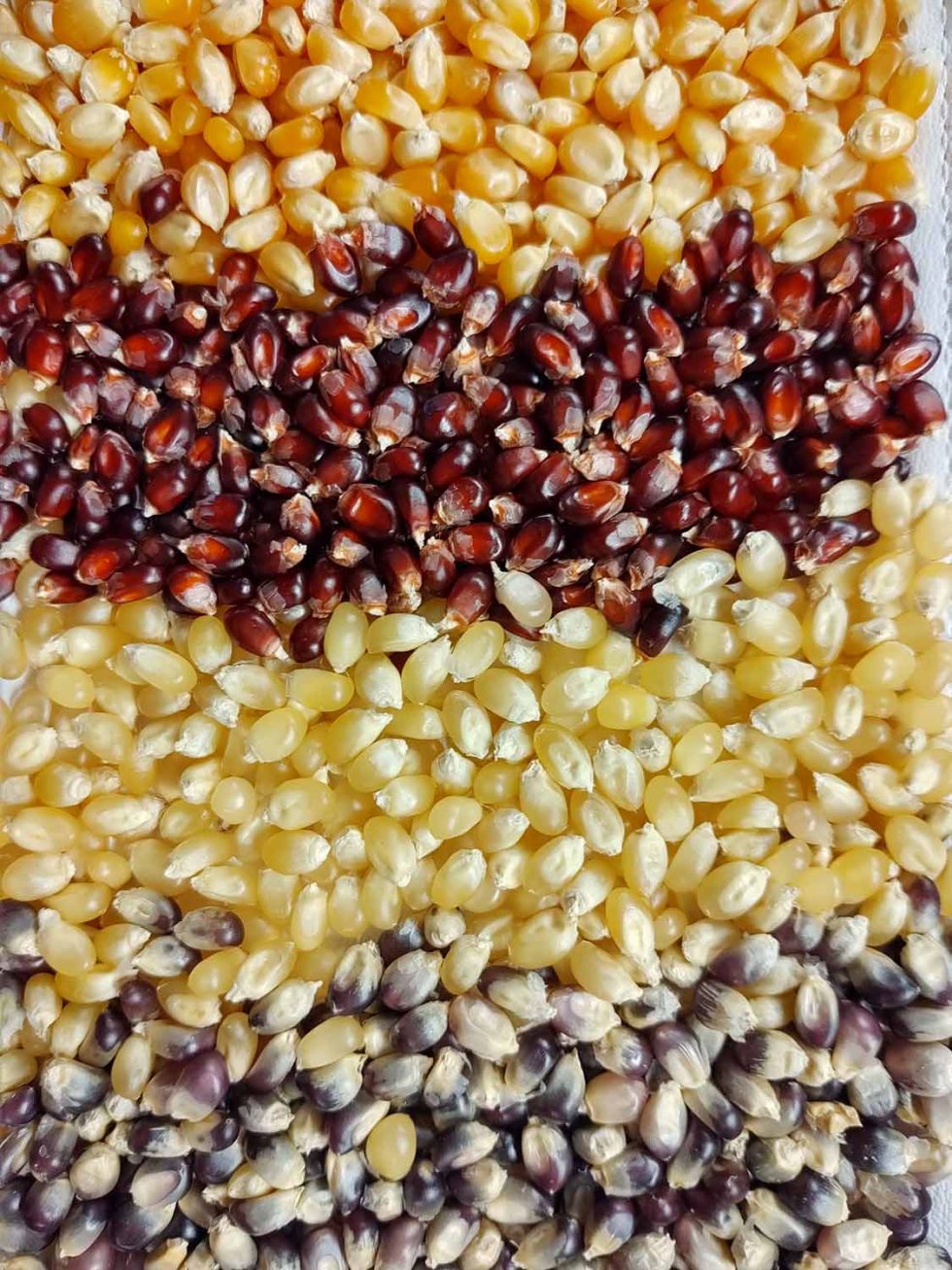 Italian Popcorn | Meyer's Homegrown